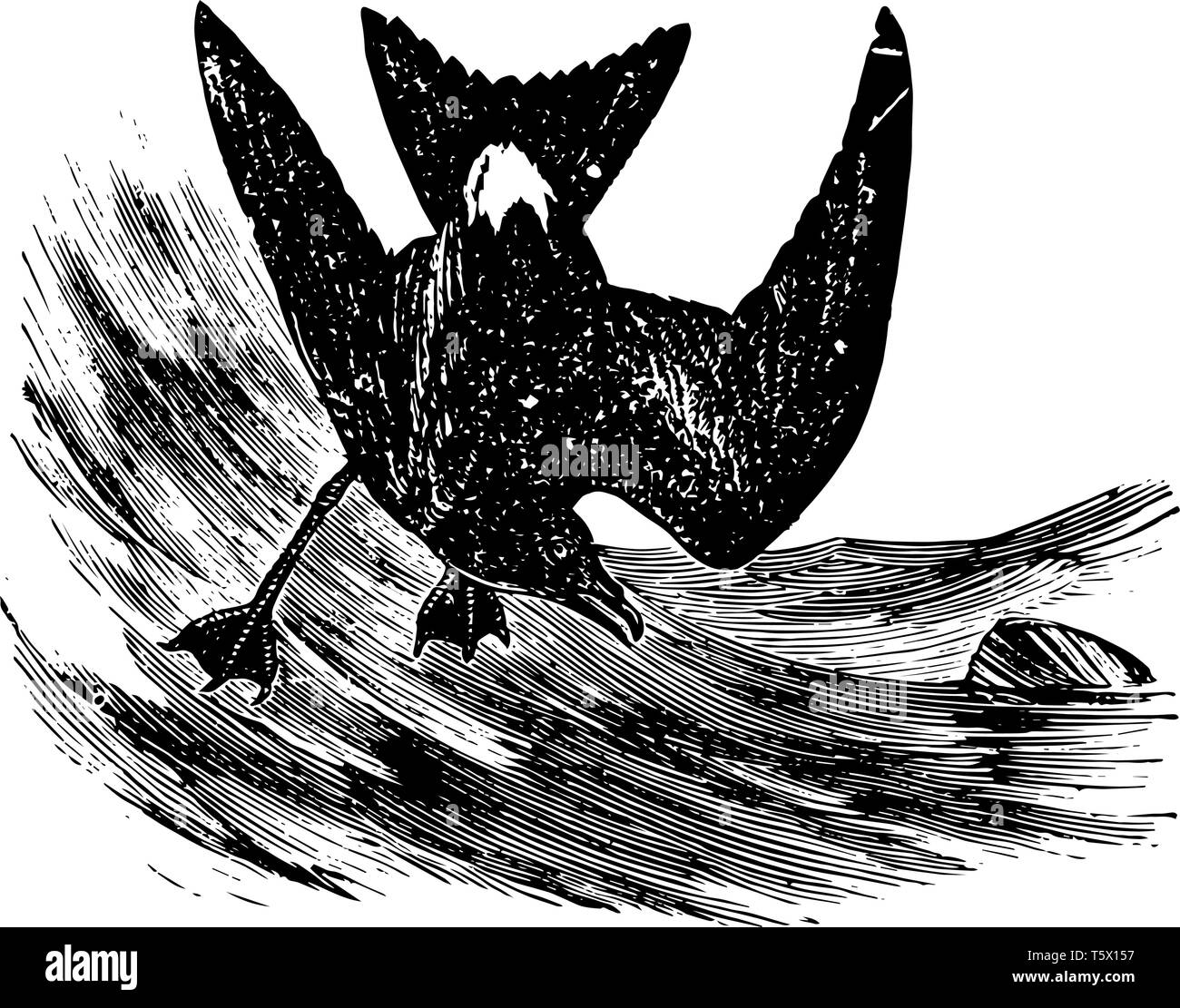 Leach Stock Vector Images - Alamy