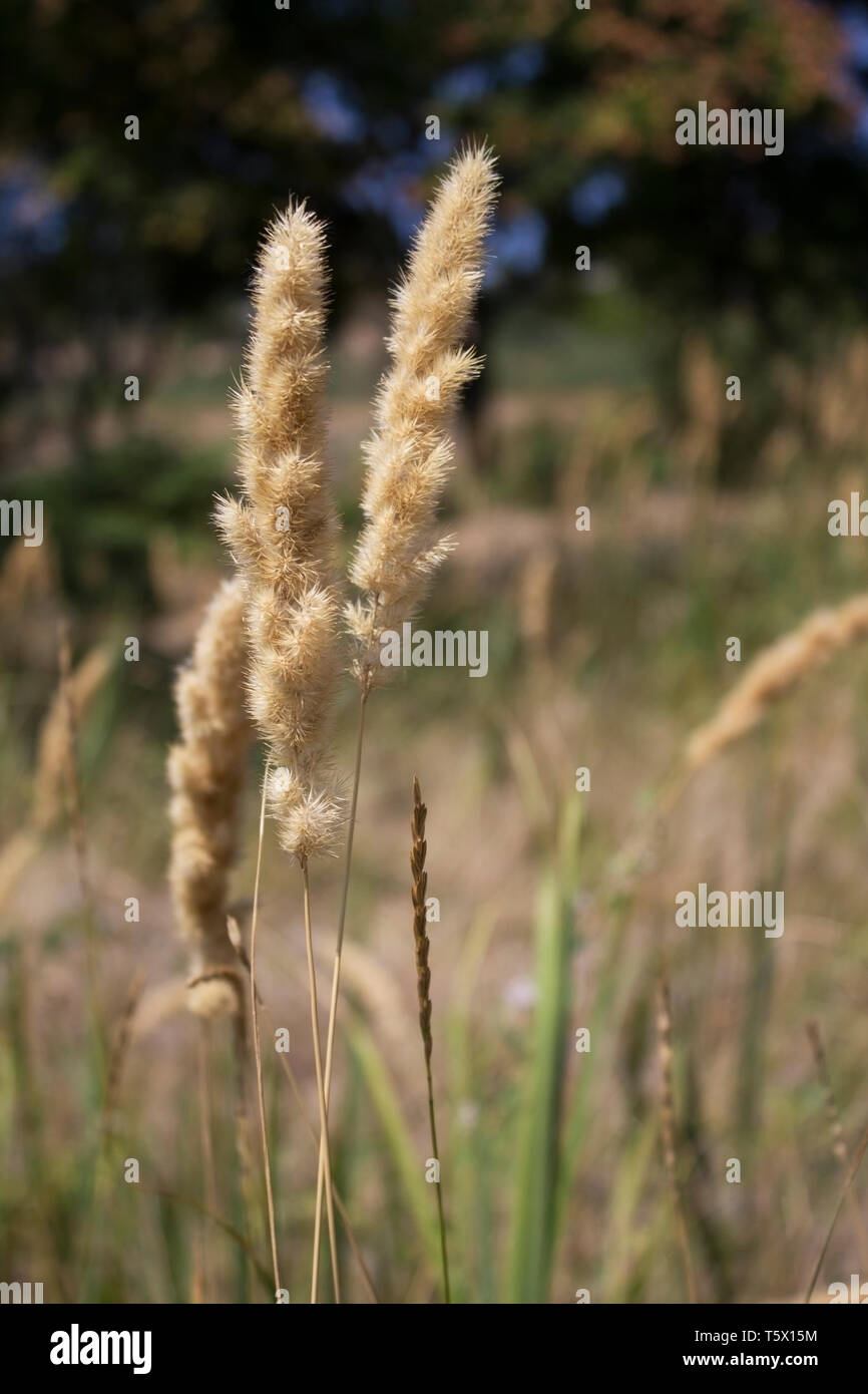 grass close up Stock Photo - Alamy
