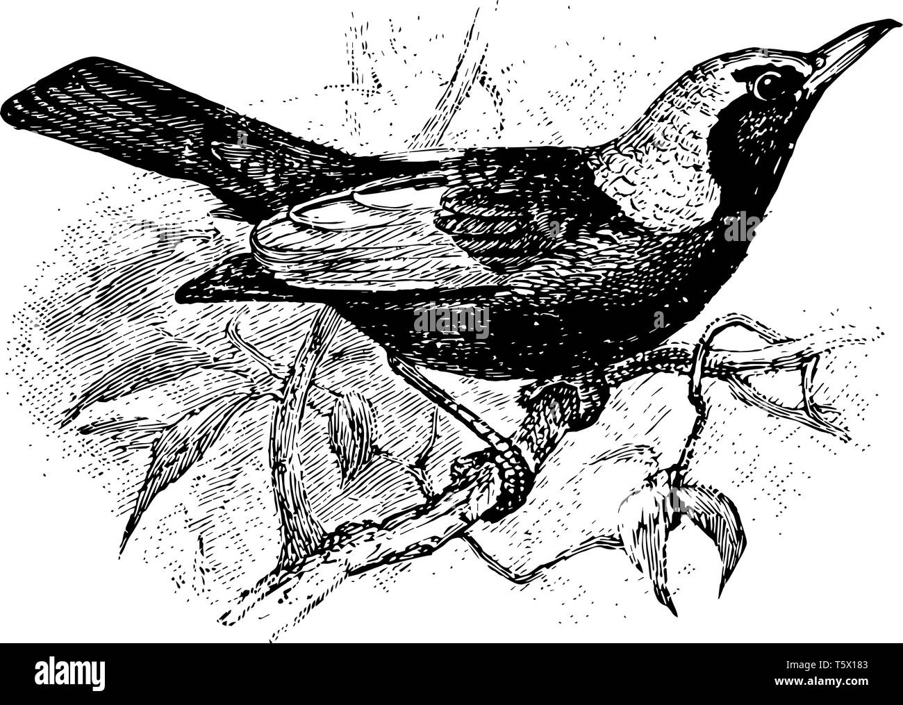 Bowerbird Black and White Stock Photos & Images - Alamy