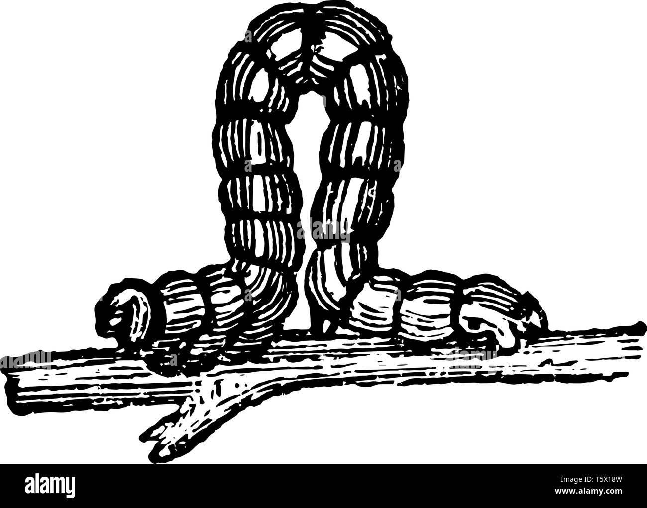 Looper Caterpillar Curved into an Arch with four membranous legs ...