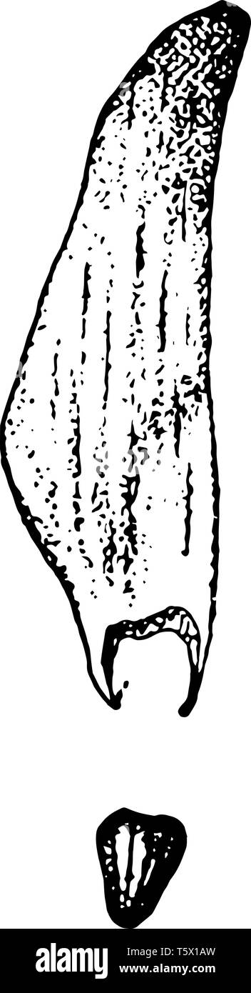 The loblolly pine in the form seed and wing also known as slash to pine ...