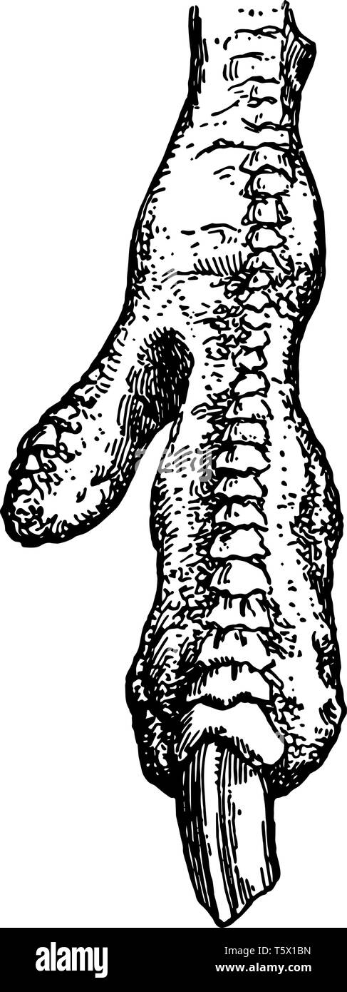 This illustration represents Ostrich Claw, vintage line drawing or ...