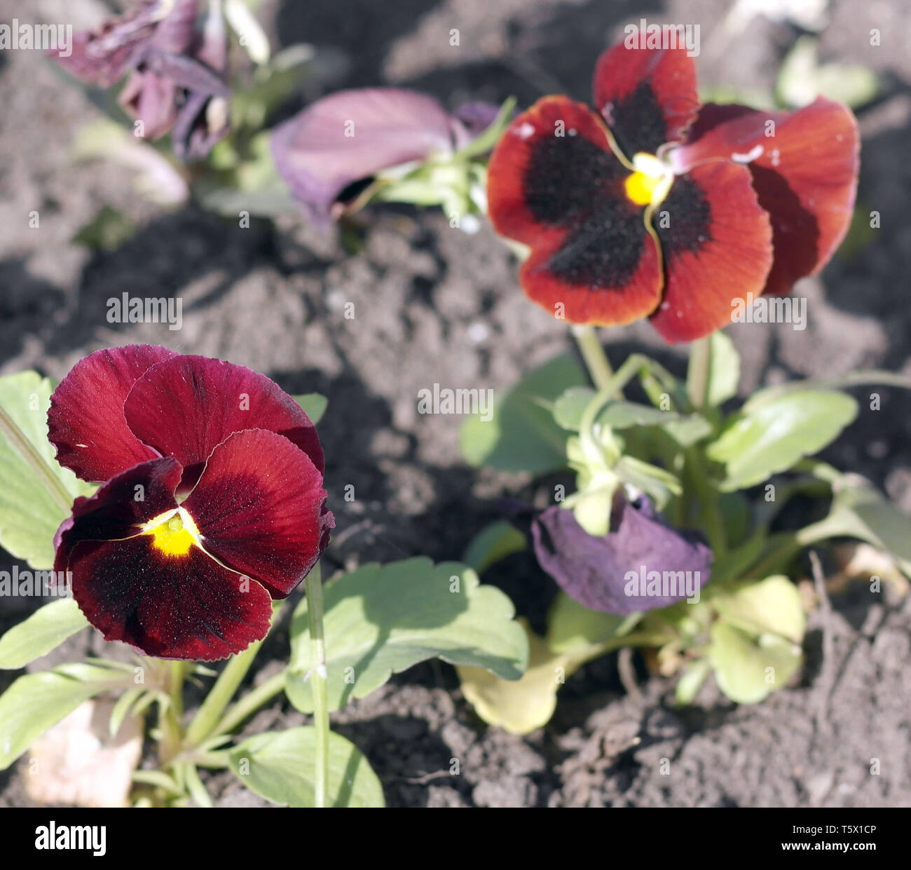 Red viola hi-res stock photography and images - Alamy