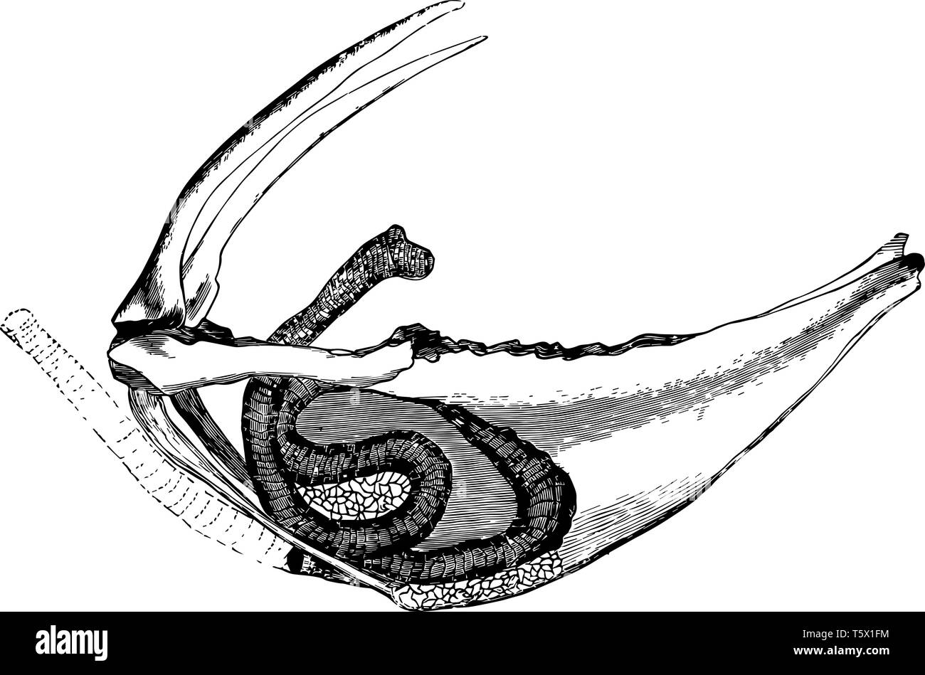Windpipe hi-res stock photography and images - Alamy