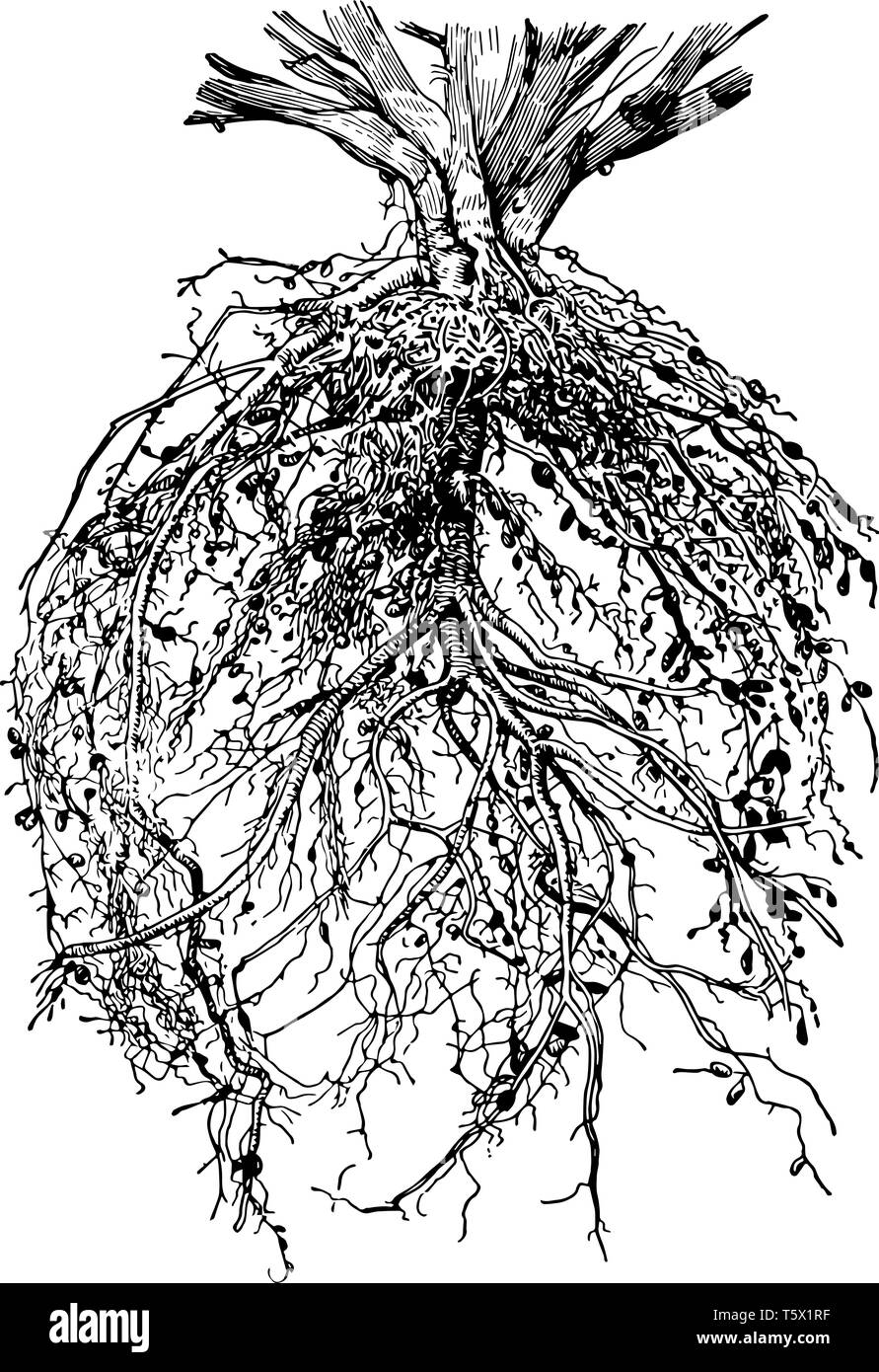 This illustration represents Red Clover which used as fodder vintage ...
