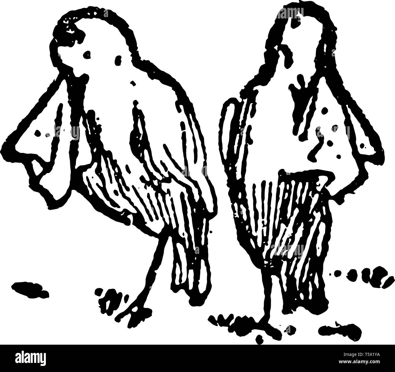 The Death and Burial of Robin this scene shows two standing birds ...