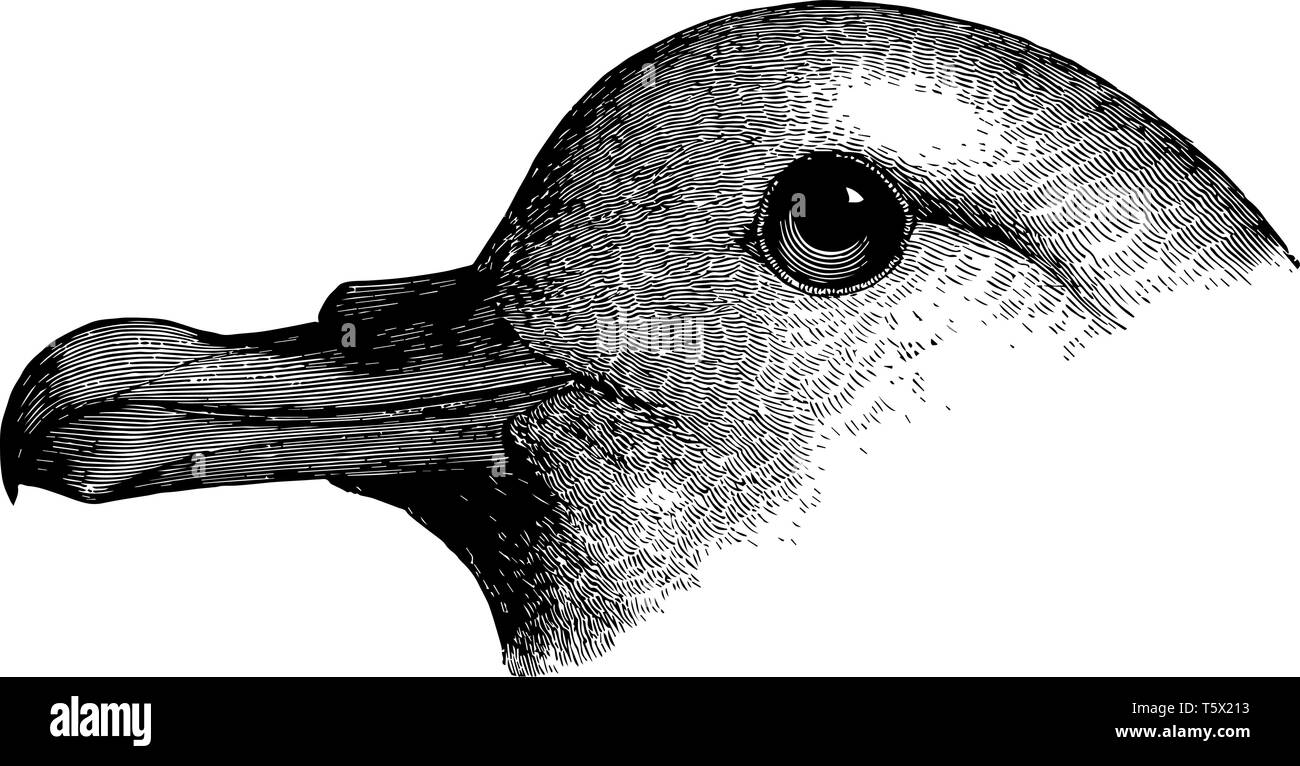 This illustration represents Slender billed Fulmar vintage line drawing ...
