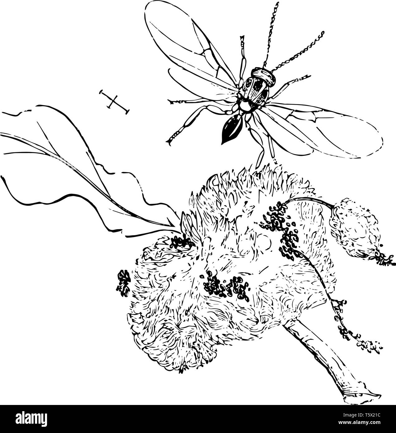 Ramuli Stock Vector Images - Alamy