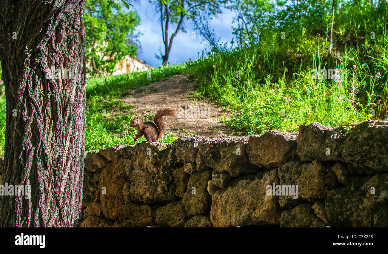 Red Squirrel about to get up on a tree. Wild Red squirrels are ...