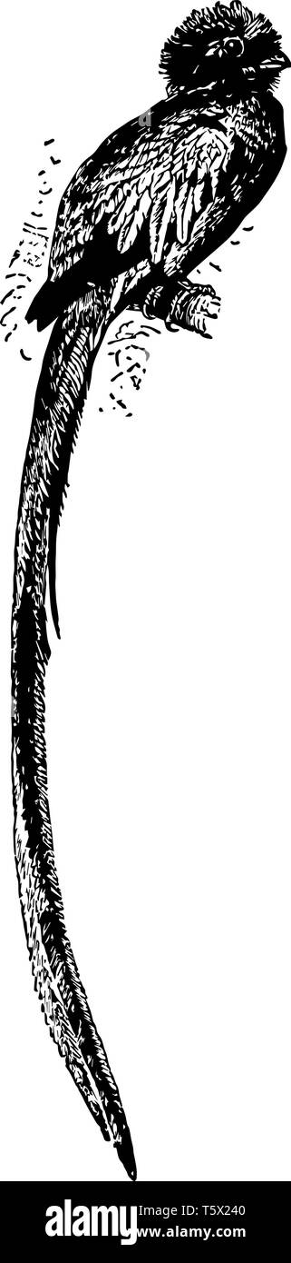 Quezal is an endangered South American bird with vibrant red vintage ...