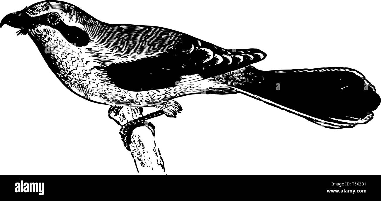 Butcher bird is a broad black bar alongside of head vintage line ...