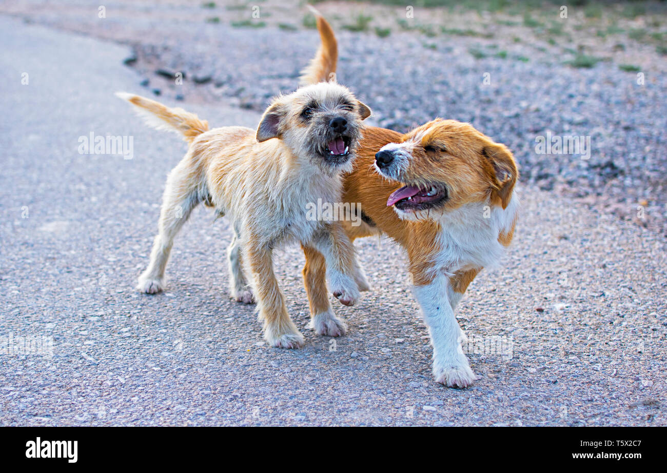 What Do You Do When A Stray Dog Chases You