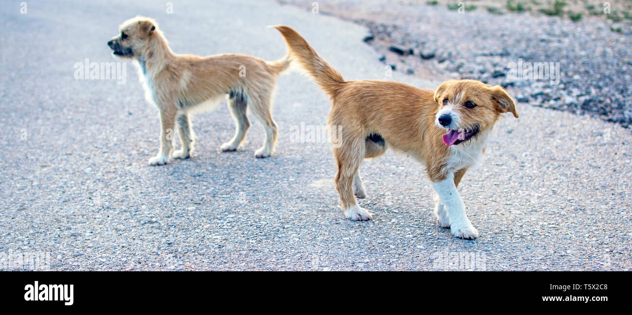 Are Stray Dogs Friendly