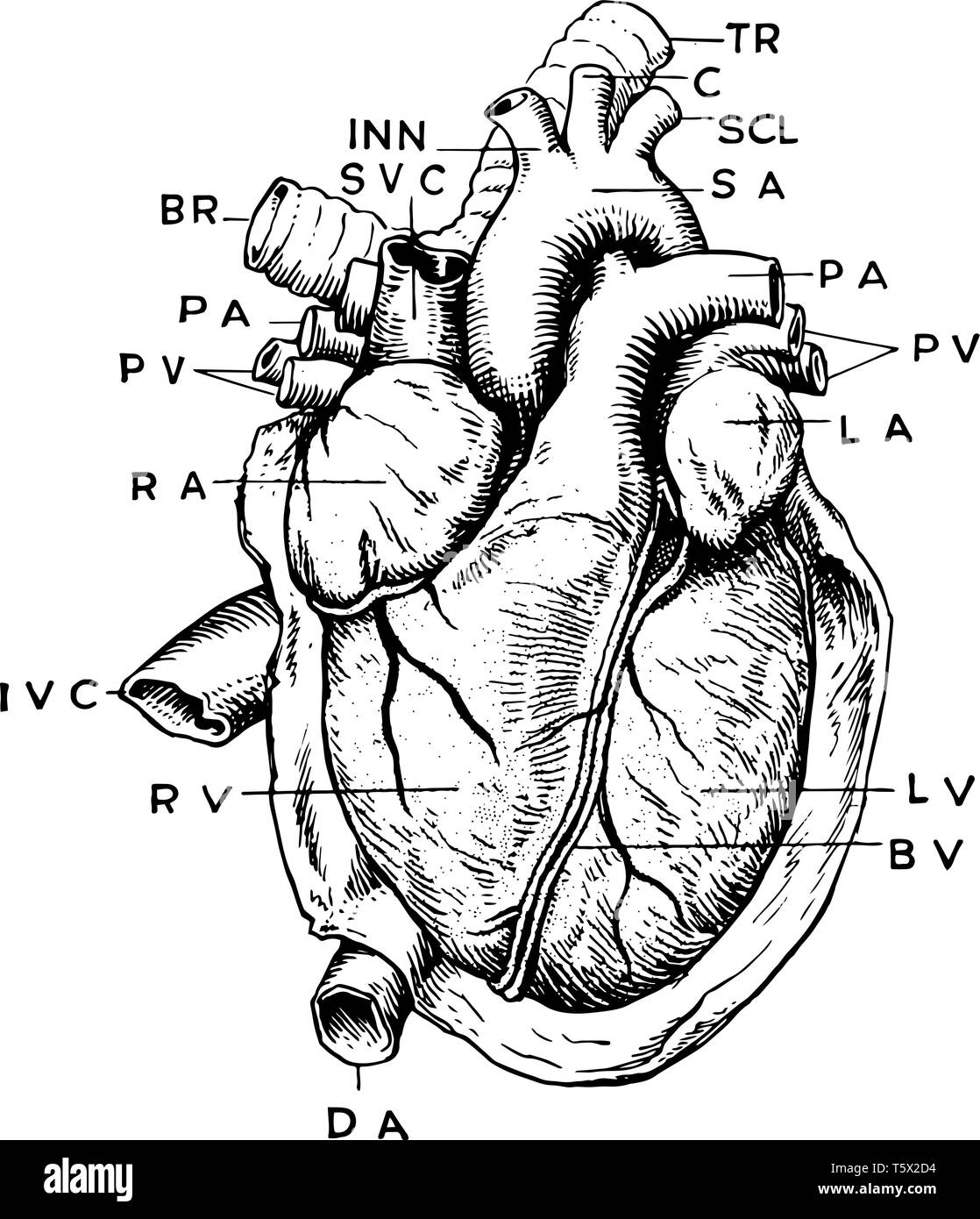 A complex anatomical view of the heart vintage line drawing or ...