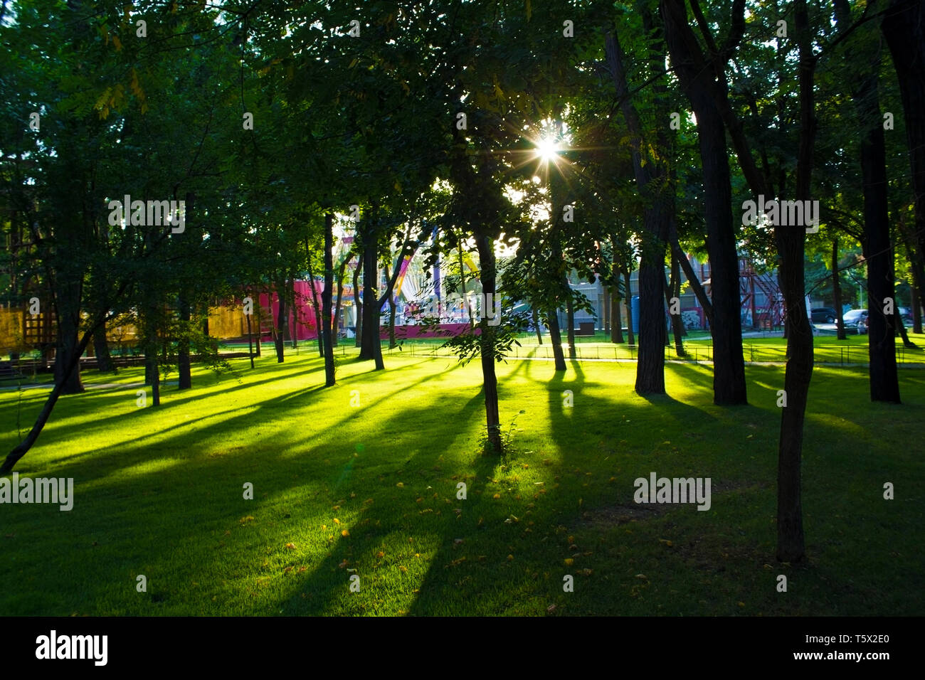 Sunlight in the green trees Stock Photo - Alamy