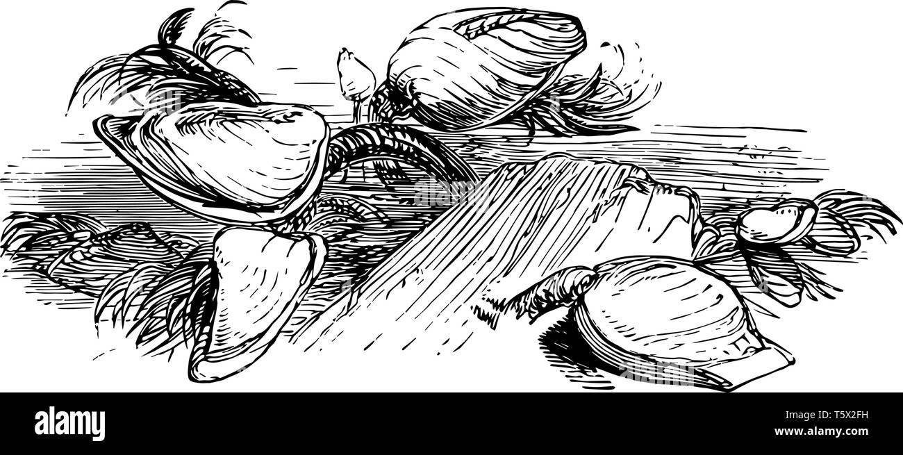 Barnacles Stock Vector Images - Alamy