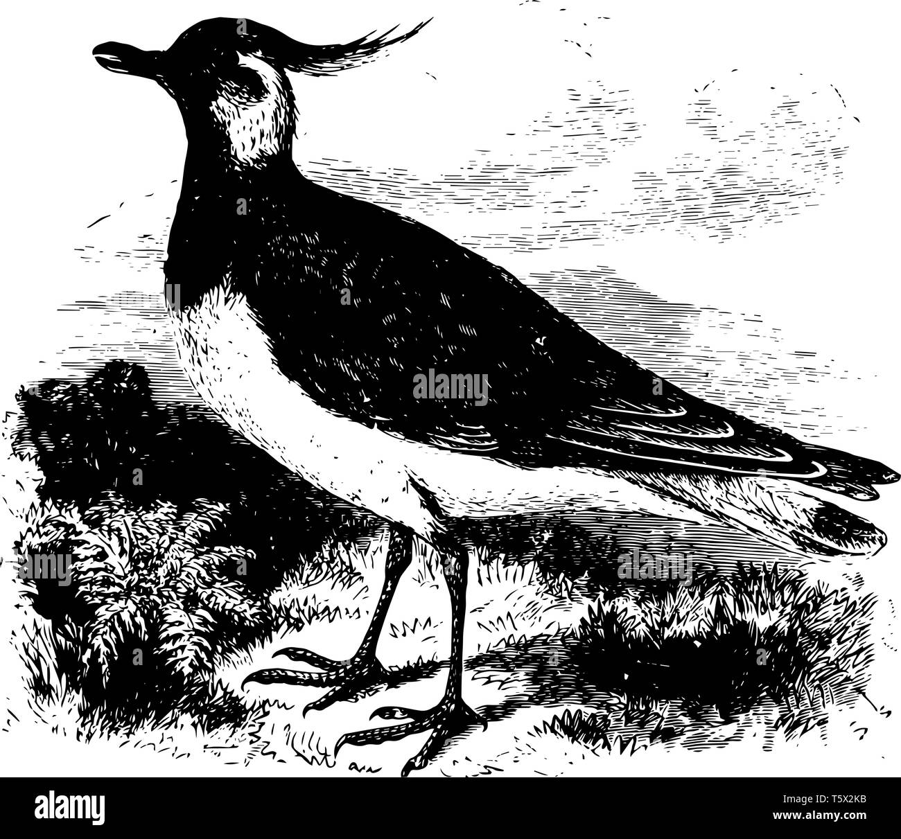 Bird resident Black and White Stock Photos & Images - Alamy