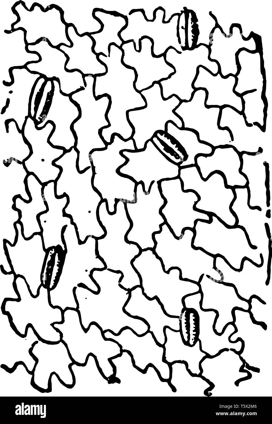 Stomata Black and White Stock Photos & Images - Alamy