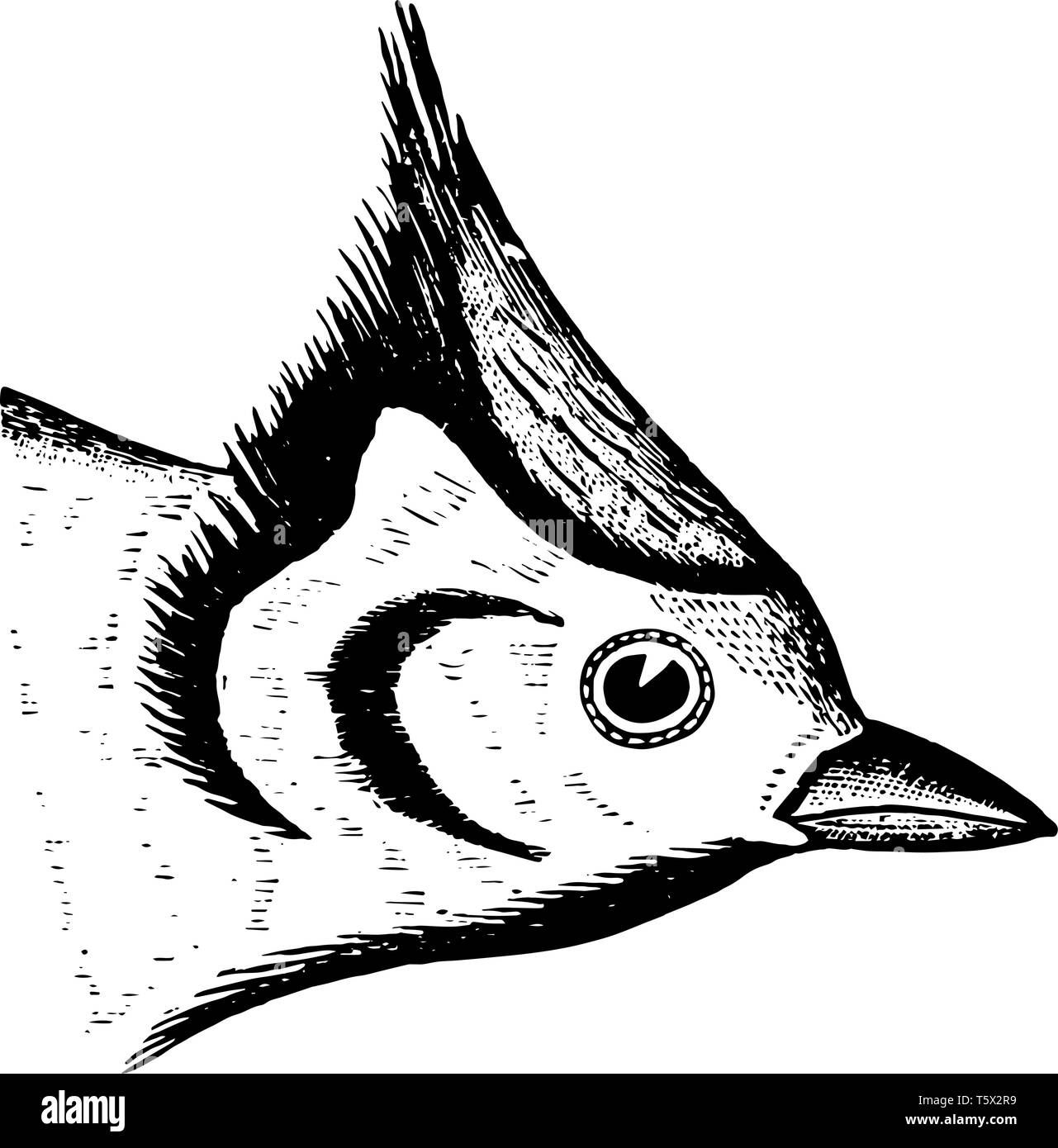 This image represents Bridled Titmouse vintage line drawing or ...