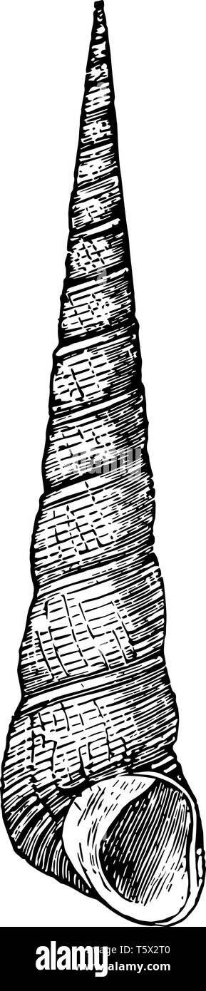 Operculum Stock Vector Images - Alamy