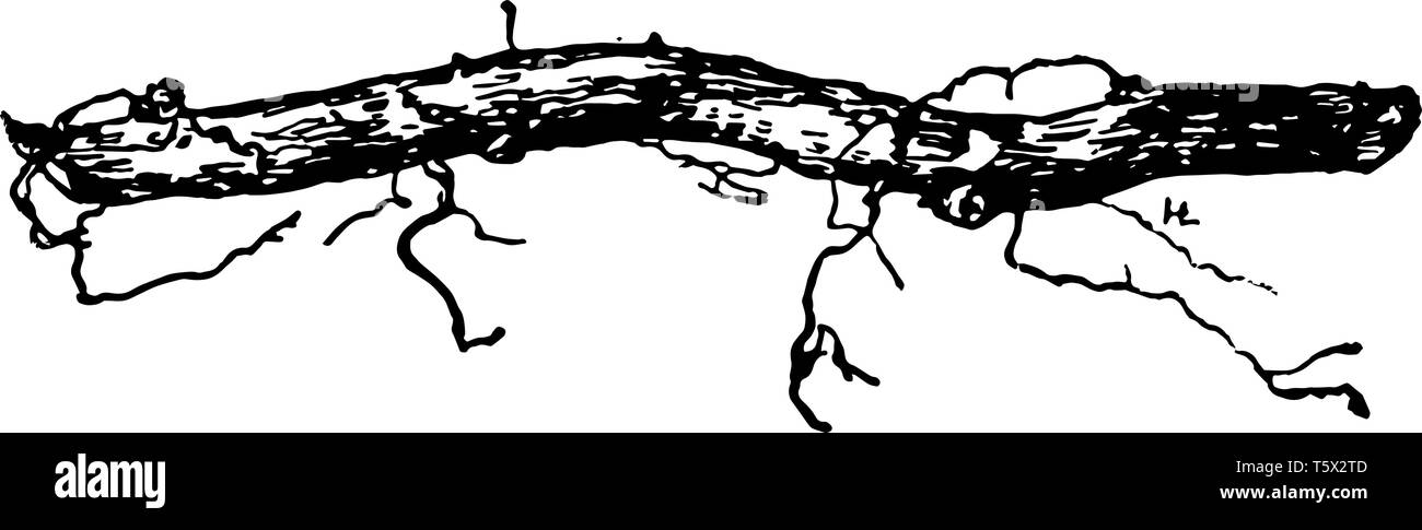 This illustration represents Root Cutting is a root cutting of ...