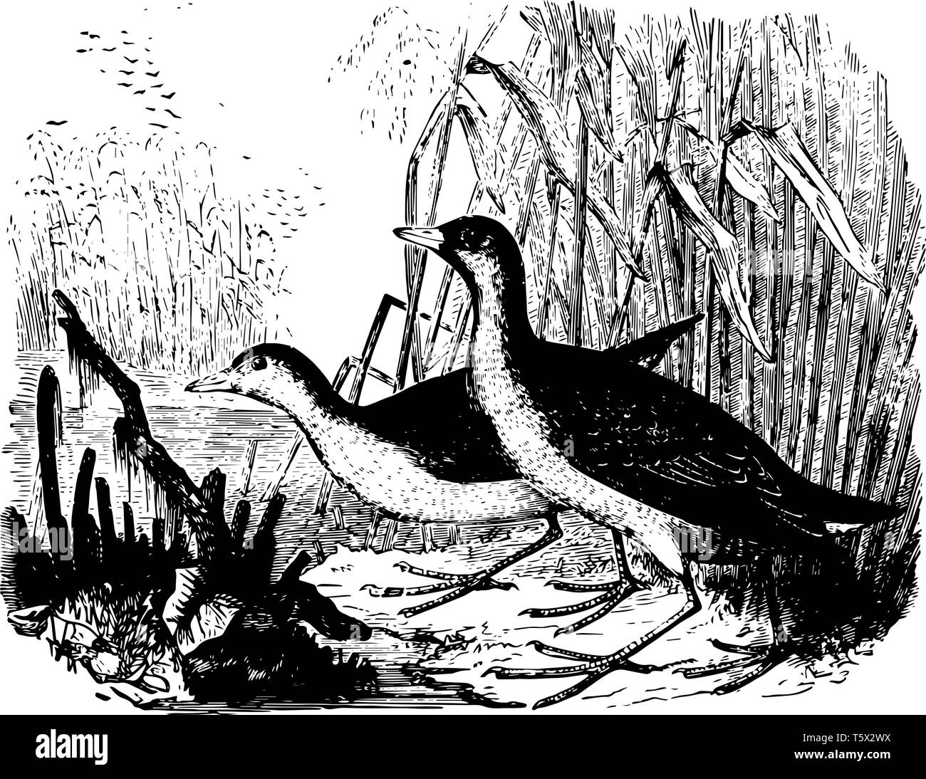 This image represents Carolina Rail vintage line drawing or engraving ...