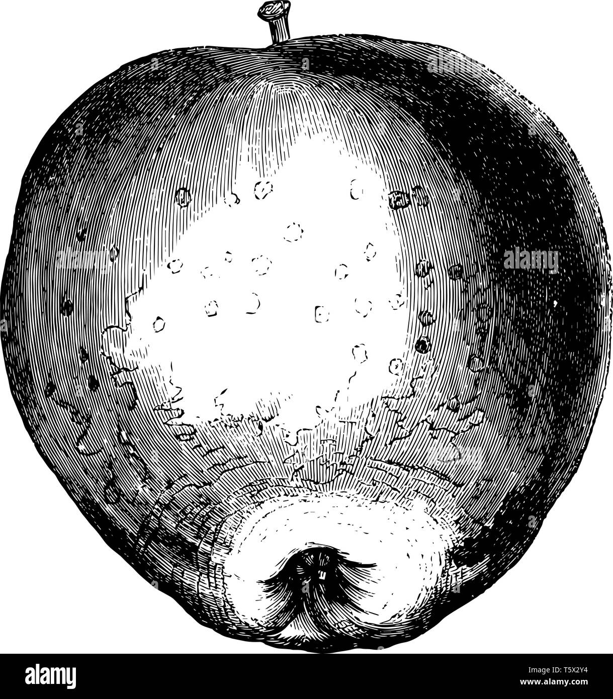 In this image are a Westfield seek no further apple, vintage line ...