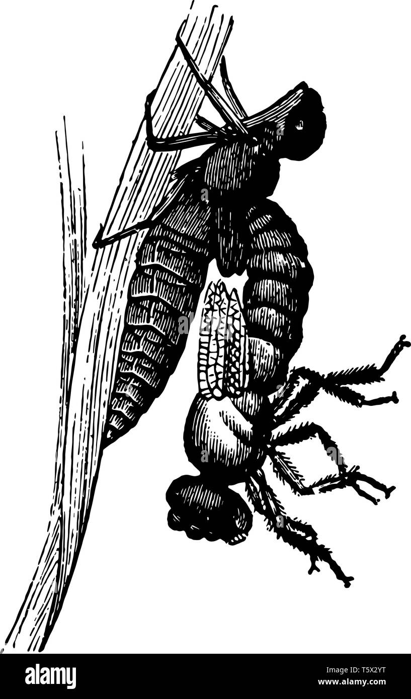 This illustration represents Libellula Emerging vintage line drawing or ...
