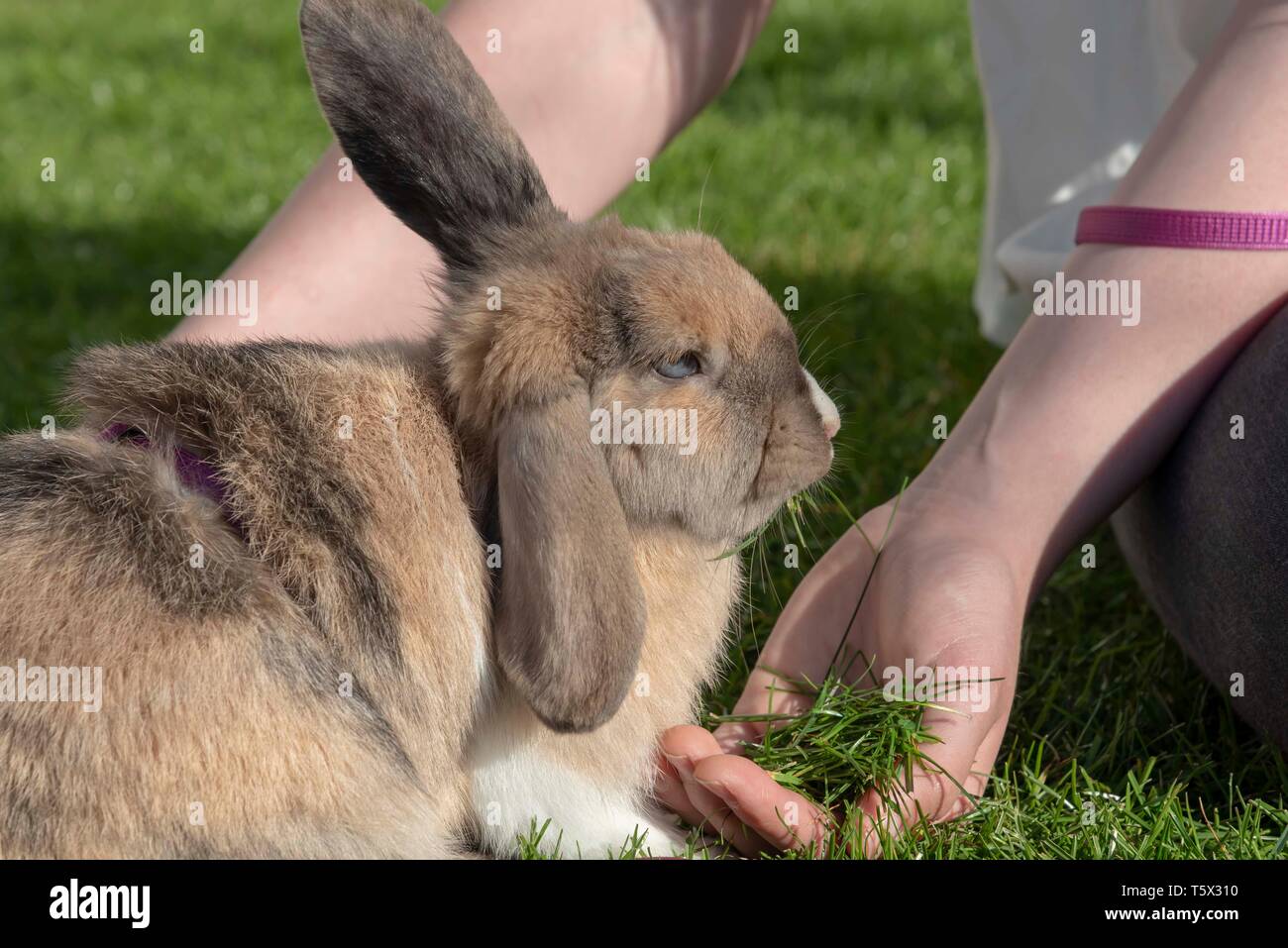Child feeding bunny pet Stock Photo - Alamy