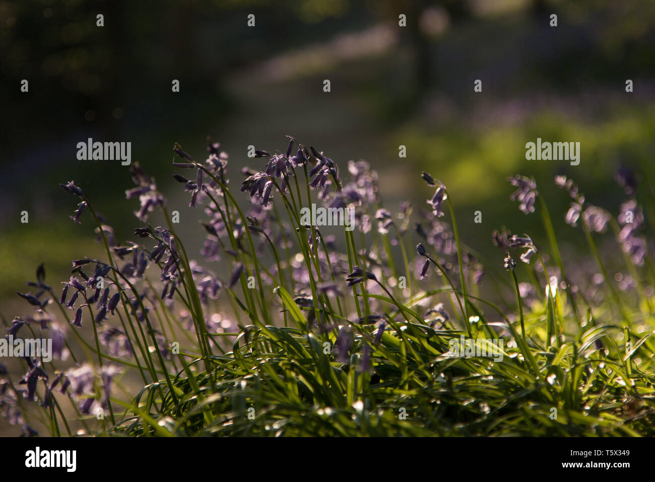 Bluebells at golden hour hi-res stock photography and images - Alamy