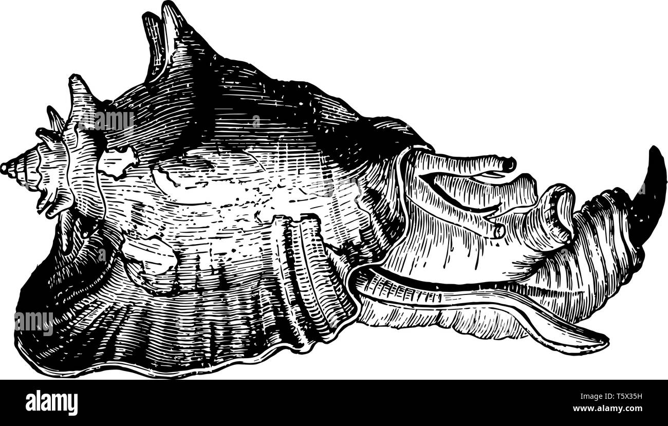 Strombus Gigas with the animal is a peculiar genus belonging to the ...