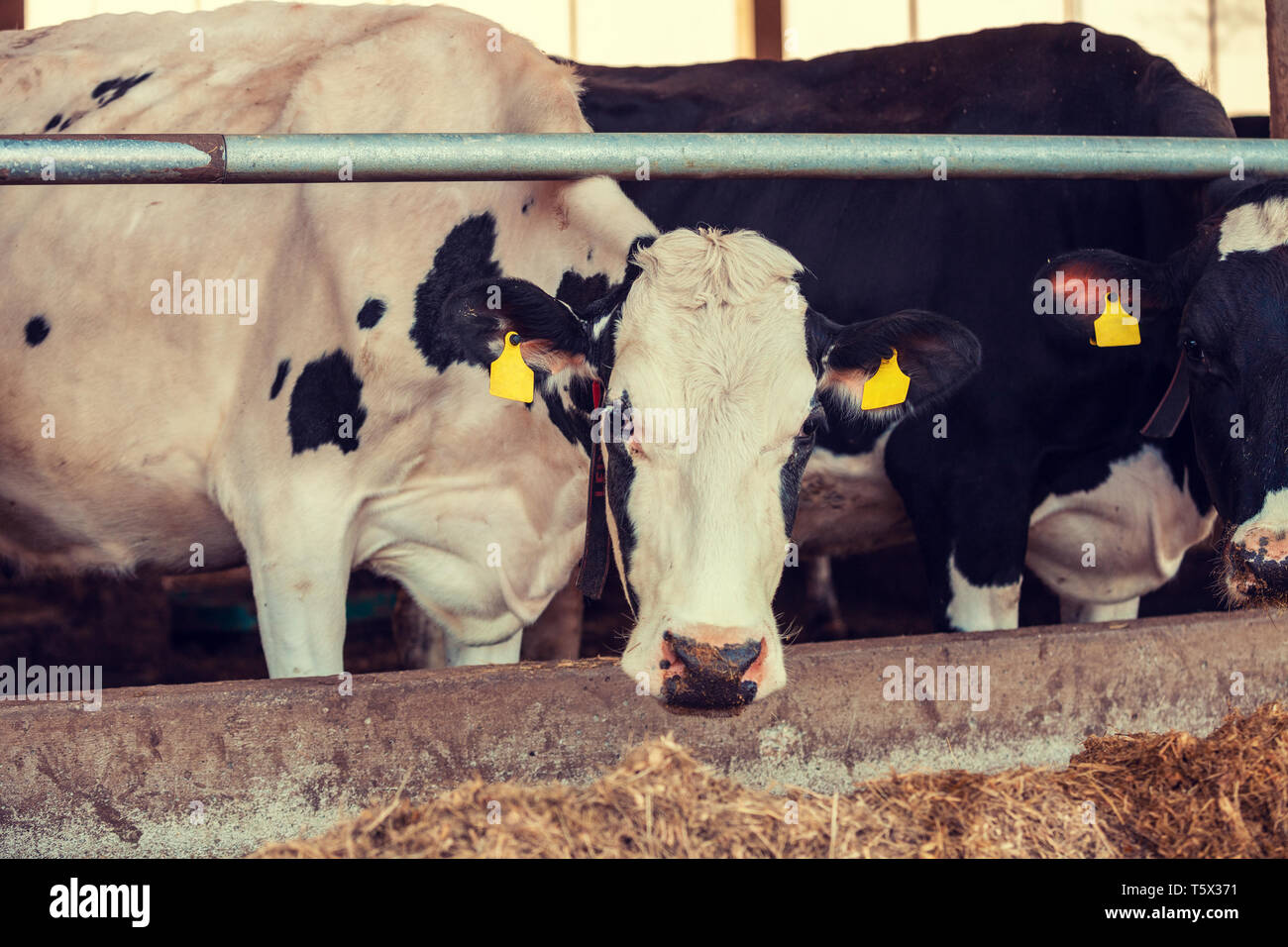 Against meat and dairy hi-res stock photography and images - Alamy