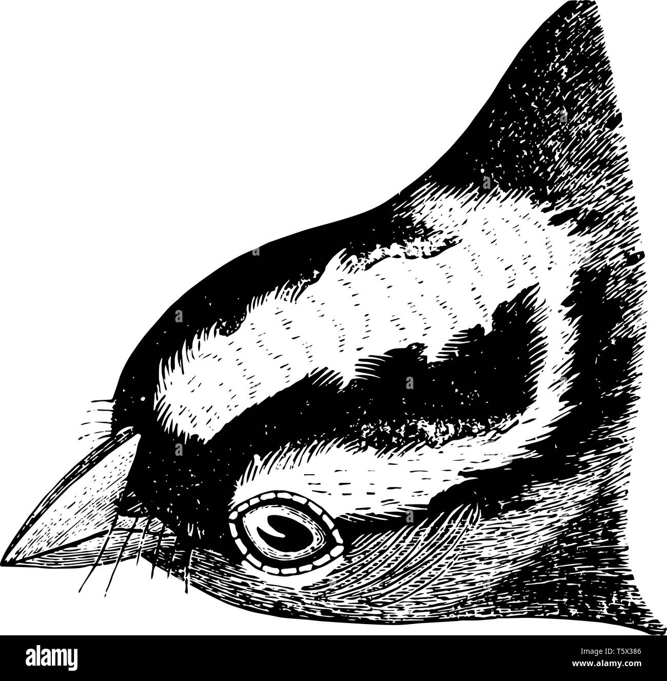 This illustration represents White crowned Sparrow Head vintage line ...