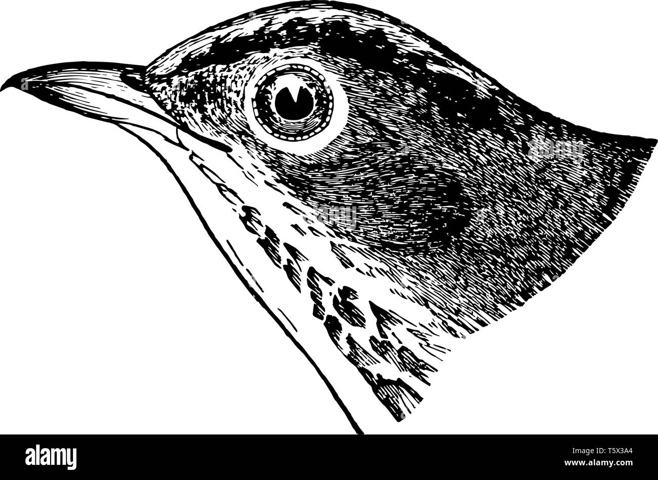 Endemic genus Stock Vector Images - Alamy