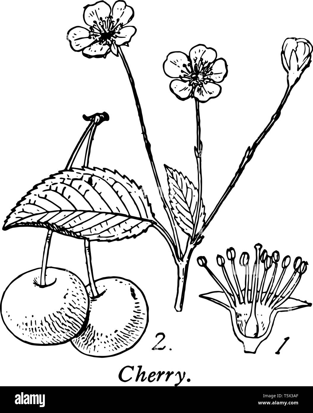 Cherry is fruit of the genus prunes picture depicts the fruit petals ...