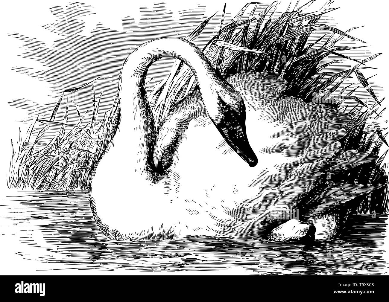 Yellow bill swan Stock Vector Images - Alamy