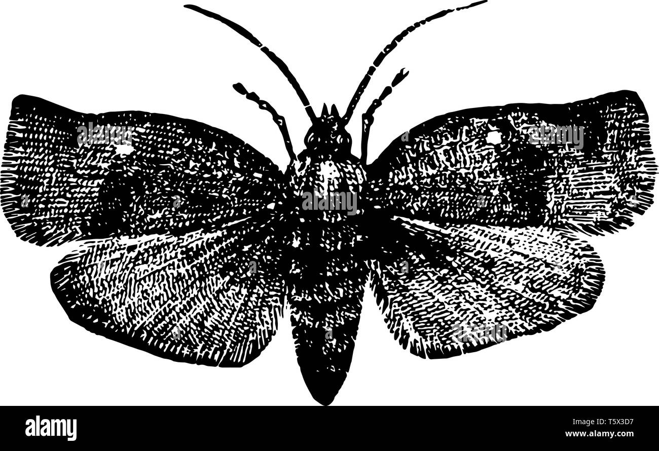 The order lepidoptera Stock Vector Images - Alamy