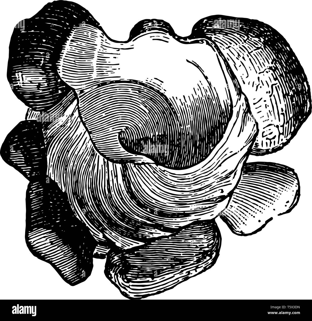 Conchyliophorus hi-res stock photography and images - Alamy