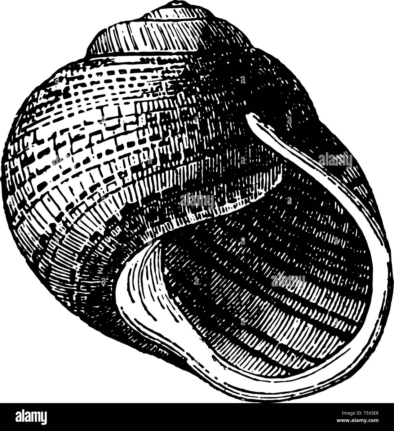 Helix Undulata which is tun bottomed classification of the genus Helix ...