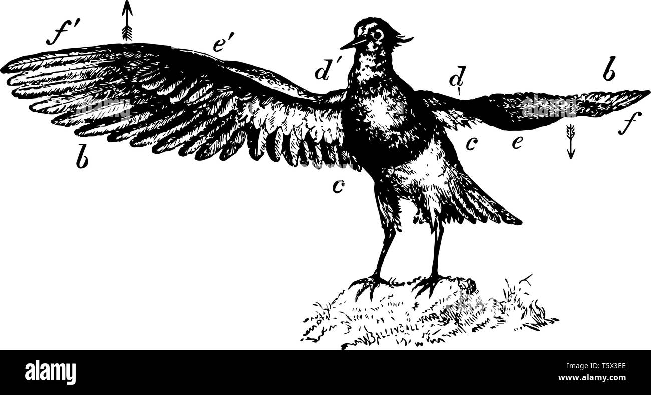 Northern lapwing drawing Stock Vector Images - Alamy