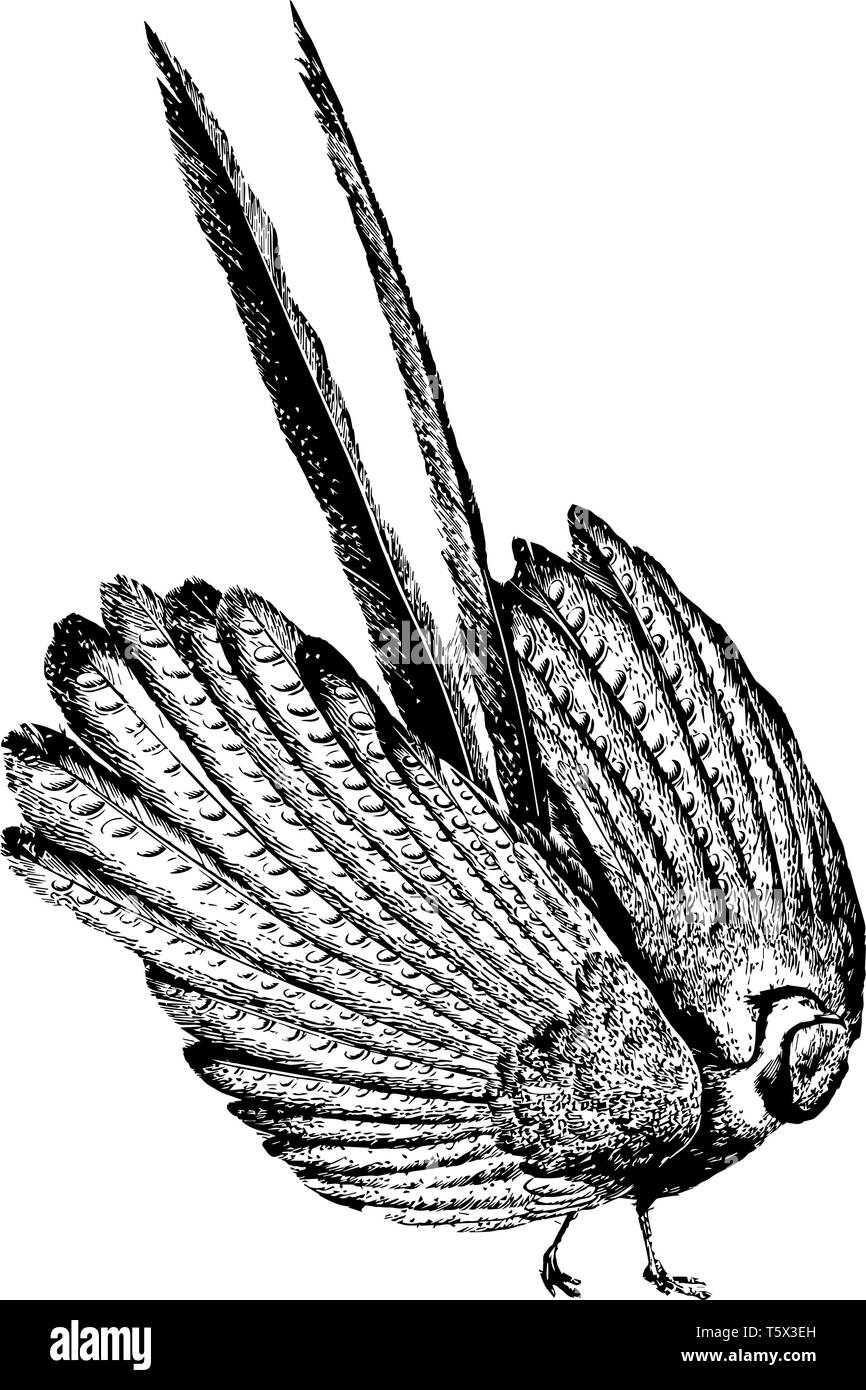 Line drawing pheasant hi-res stock photography and images - Alamy