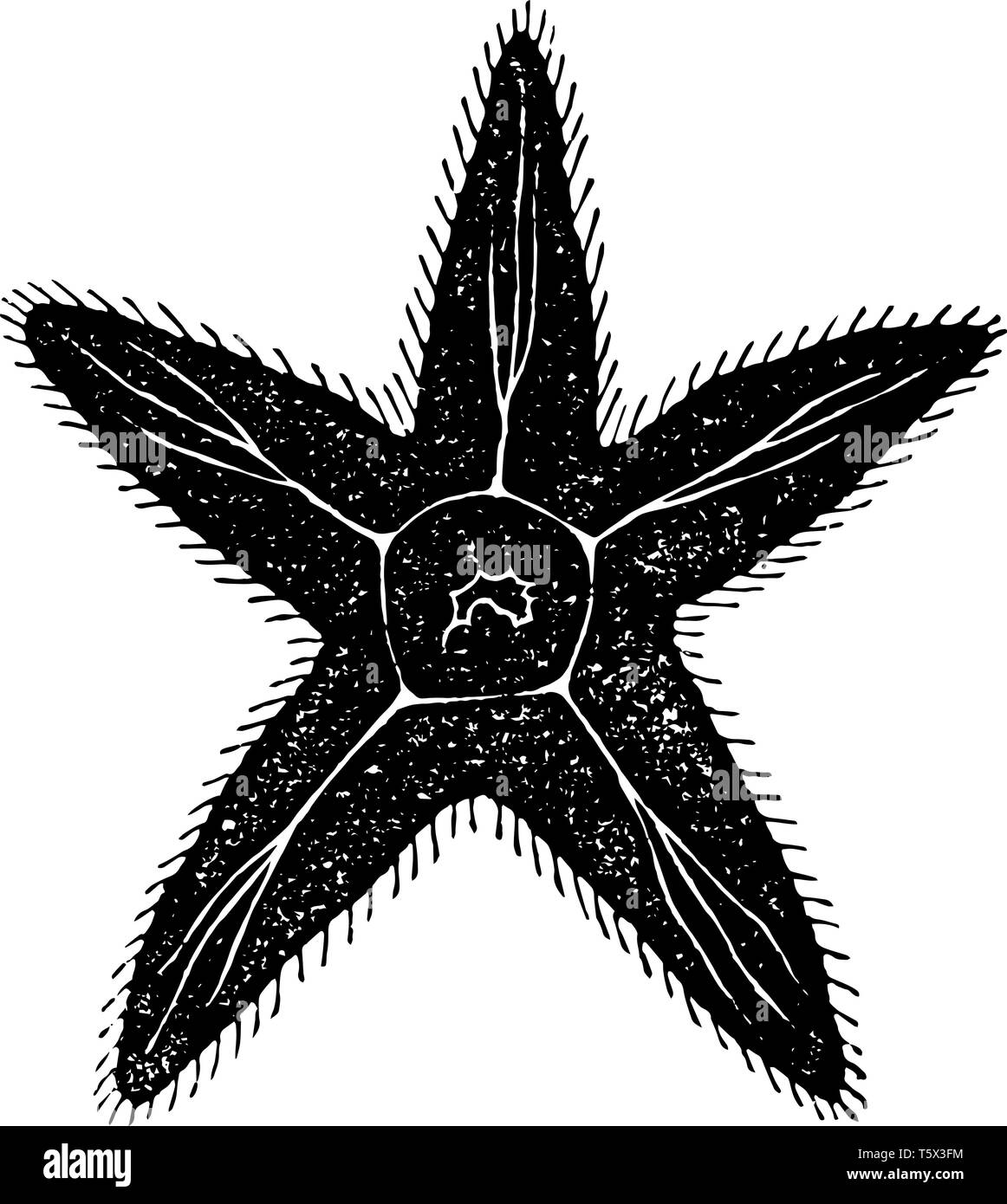 Diagram of a Radiata which is the starfish manifests one of the ...