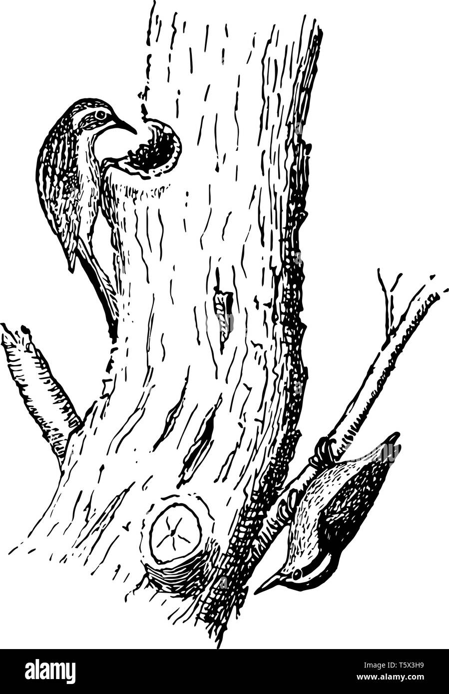 This image represents Two Birds on Tree vintage line drawing or ...