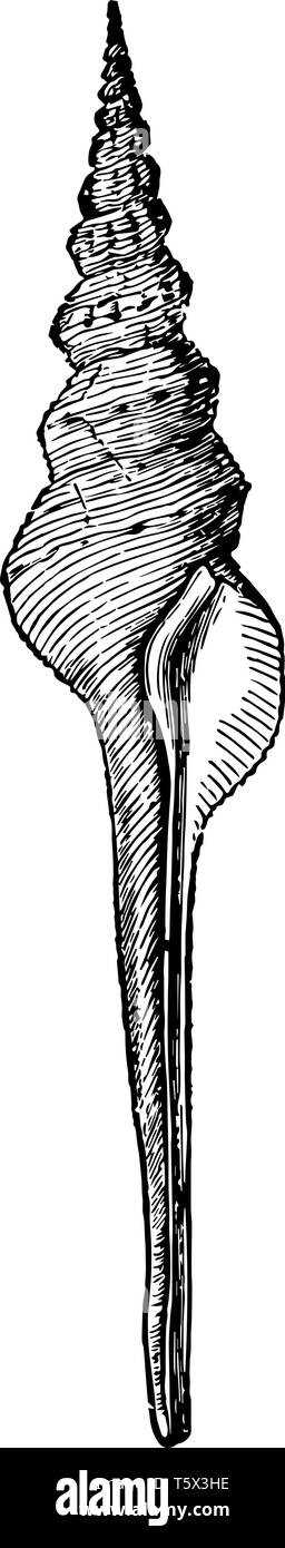 Fusus Colus is a remarkable species of the genus Fusus vintage line ...