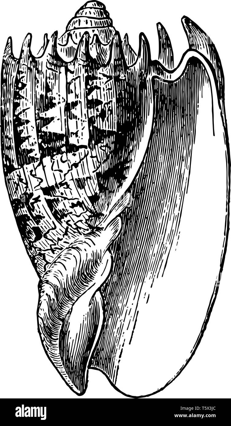 Voluta Stock Vector Images - Alamy