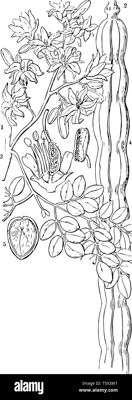 A European plant of the cabbage family, with long dock-like leaves ...