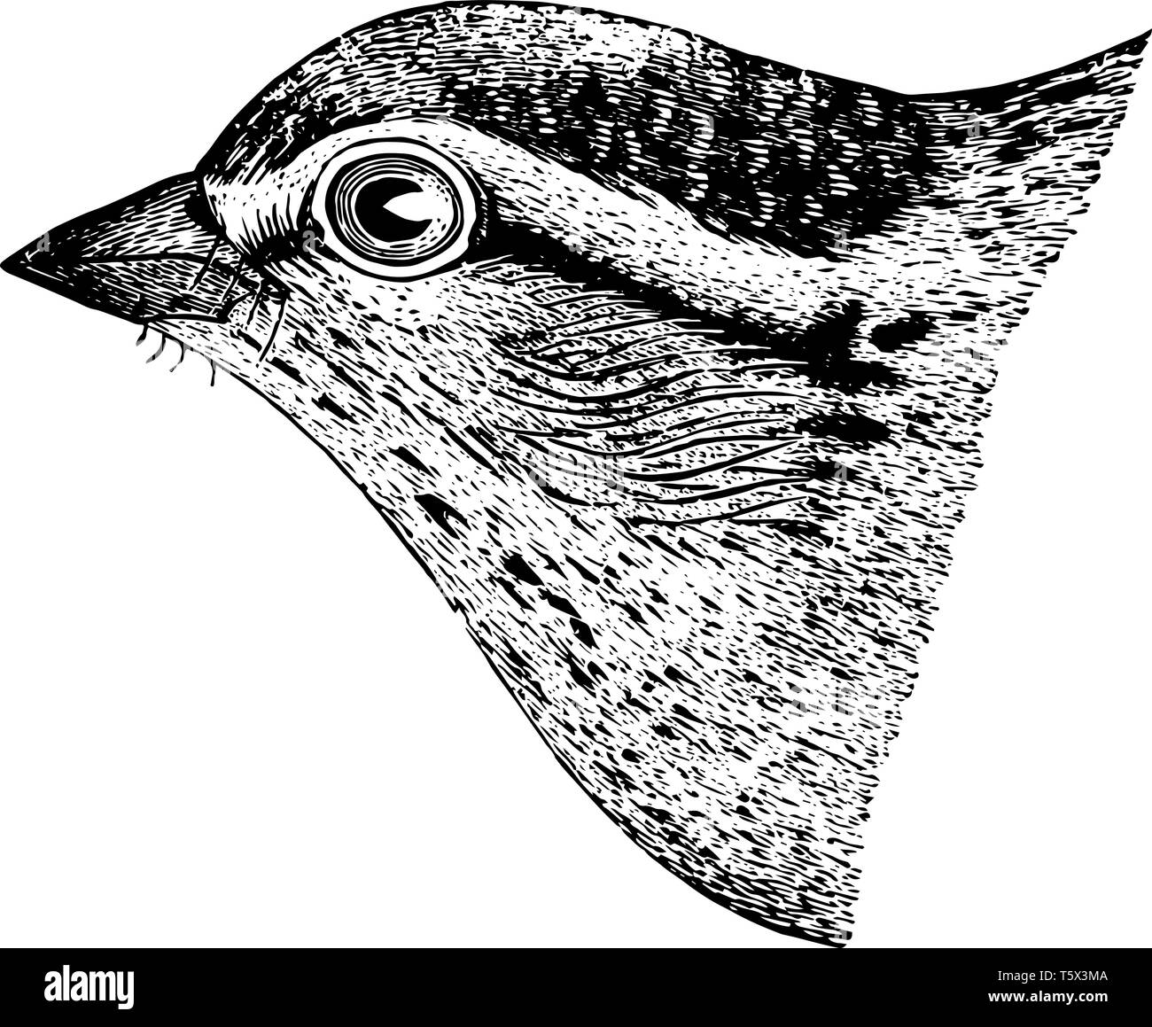 Sparrow Outline Drawing