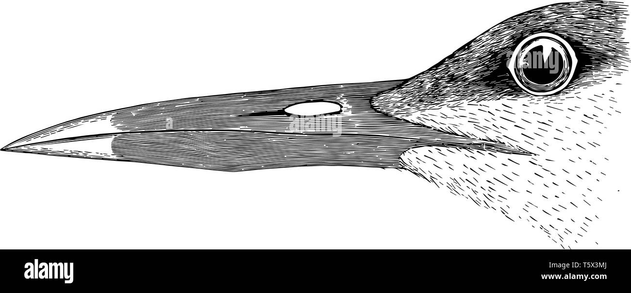 Sandwich Tern is a tern in the family Laridae vintage line drawing or ...