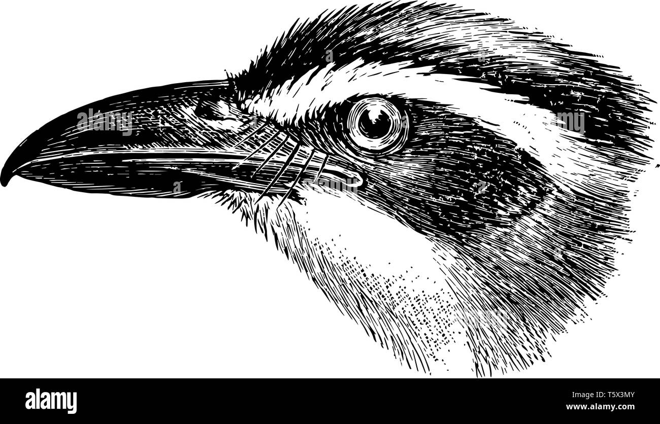 Boat billed Flycatcher is a passerine bird vintage line drawing or ...