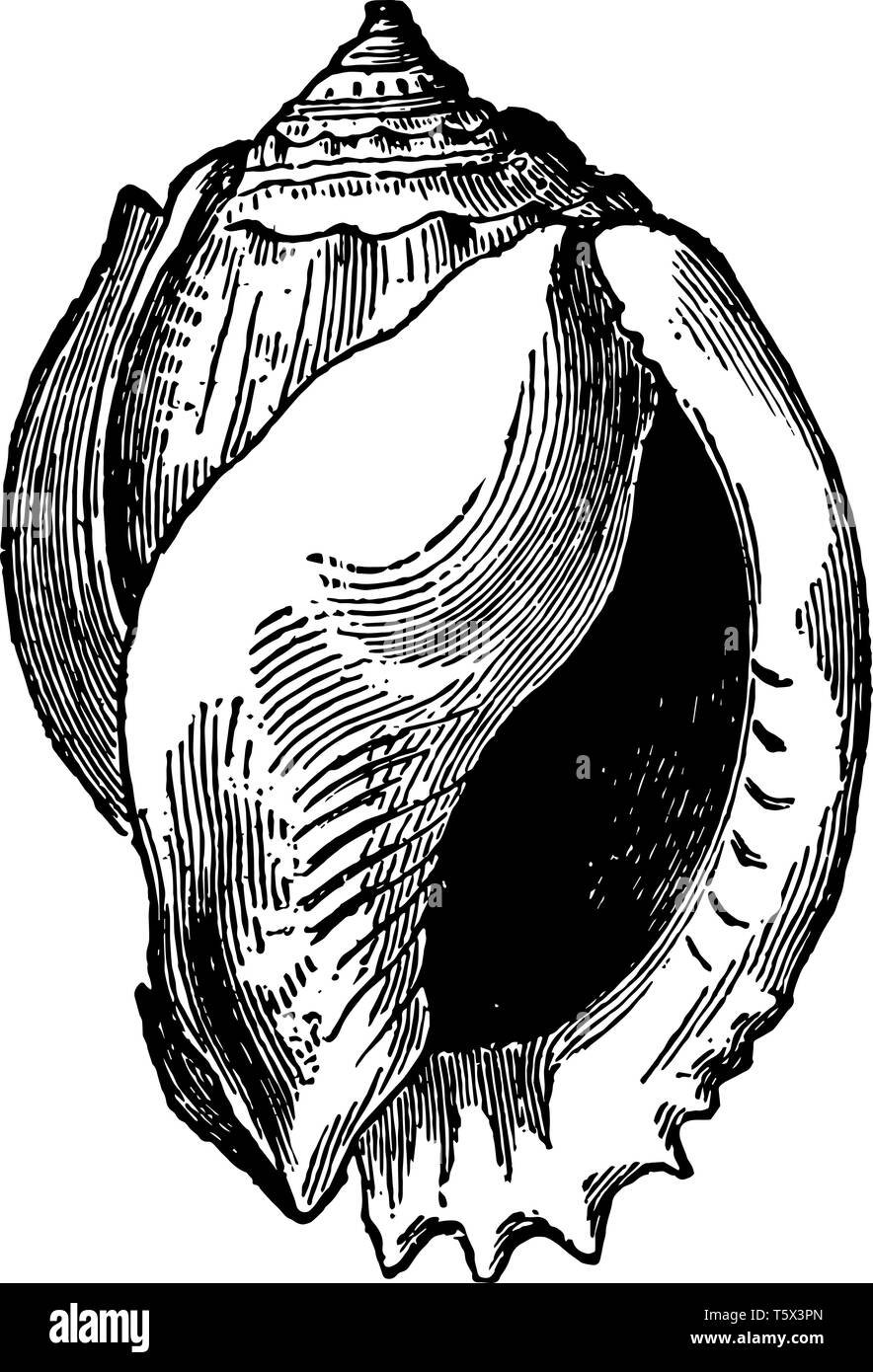 Shallow water at the shore Stock Vector Images - Alamy